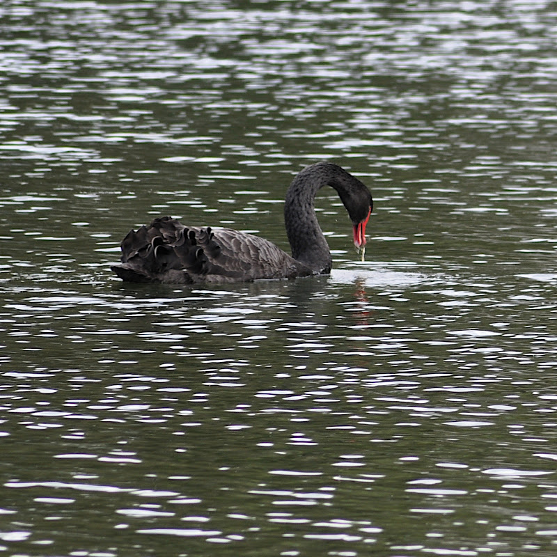 A Photography Addict's Showcase...: Black Swan in Lake Rotomahana ...