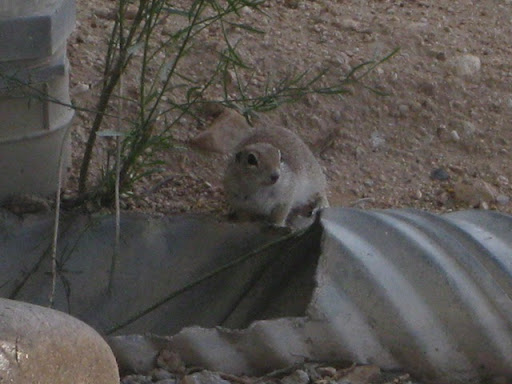 ARIZONA VACATION WEEK | Two Desert Rats