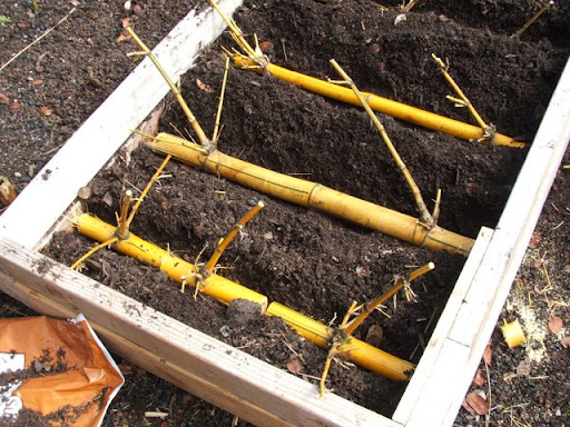 Moon Over Hawaii 2: Bamboo Propagation