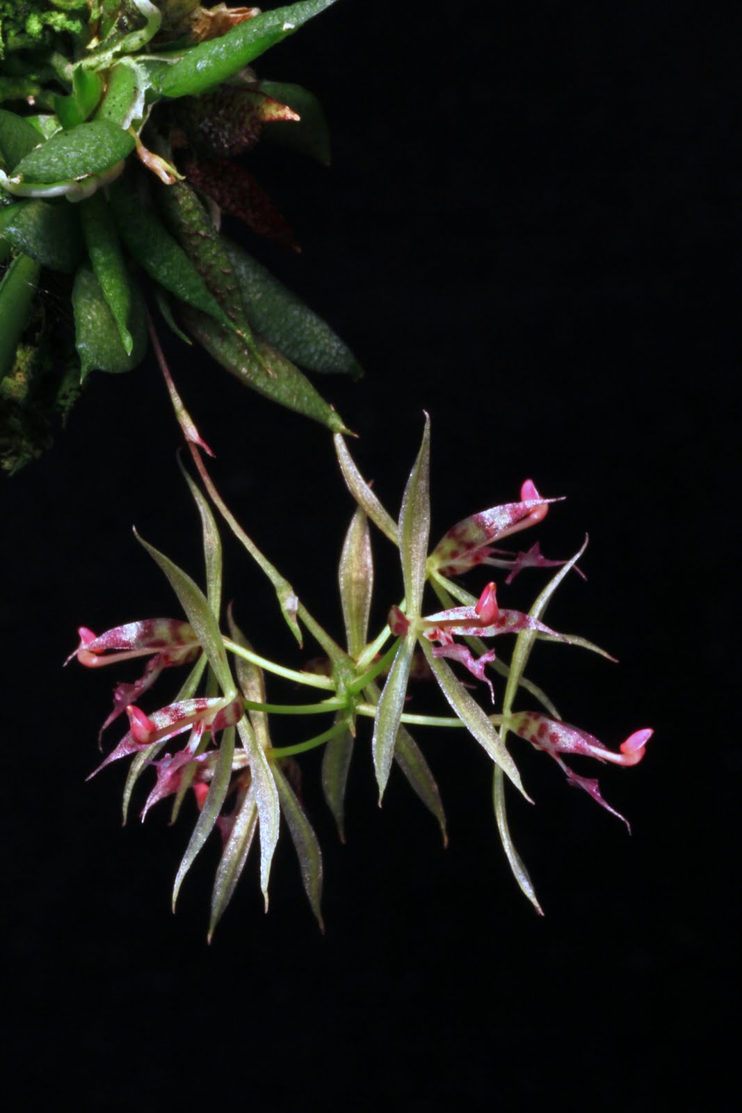 Orchids in Bloom: Macroclinium aurorae