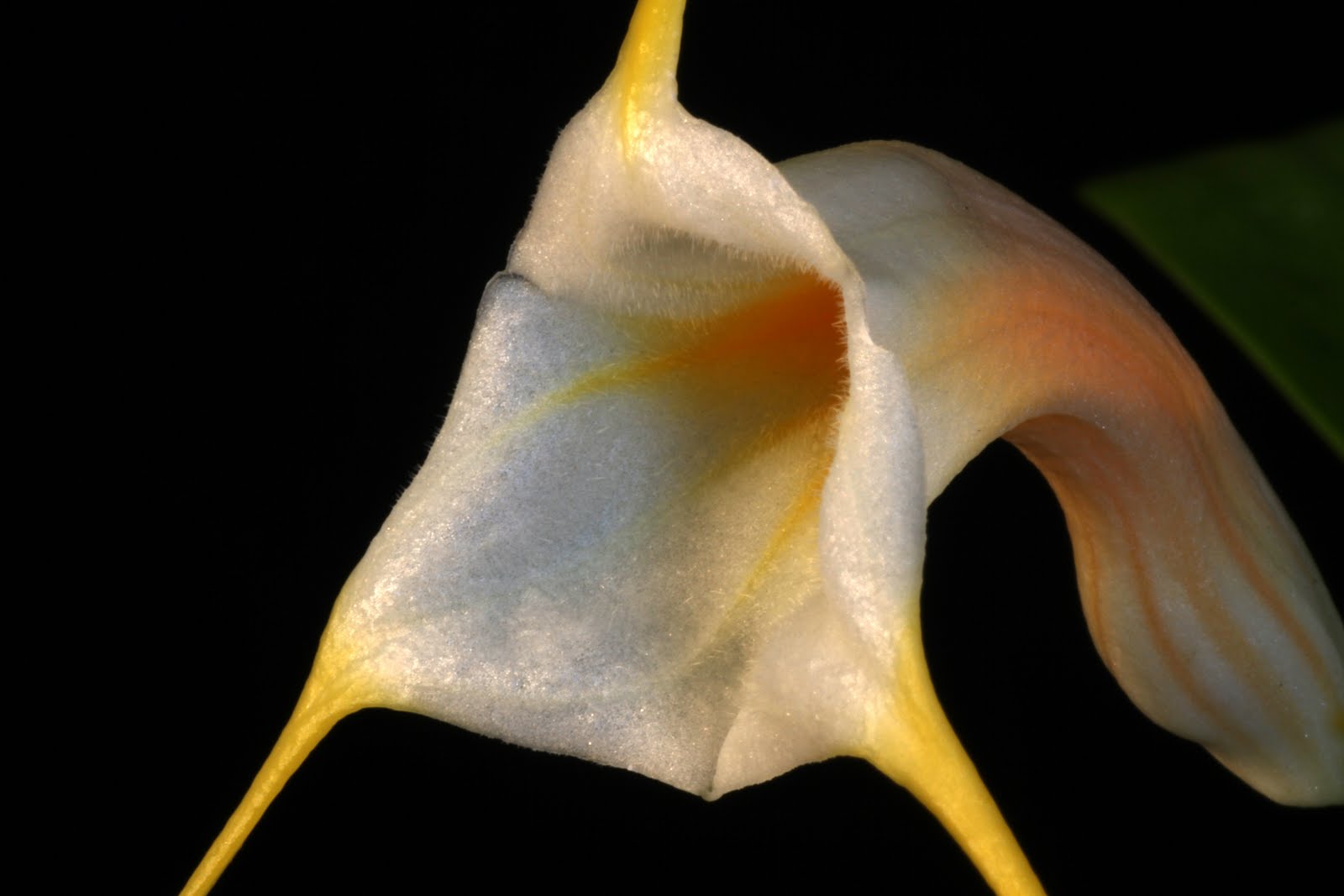 Orchids in Bloom: Masdevallia constricta