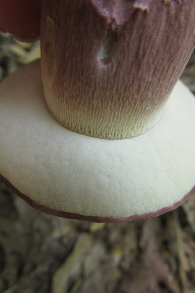 Bolete | Project Noah