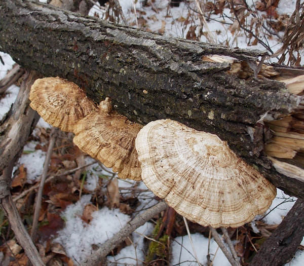 Thin-maze Flat Polypore | Project Noah