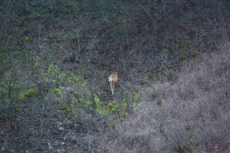 Păsări din Moldova: A patra călătorie la Goian: mierla, vulpea şi o mie ...