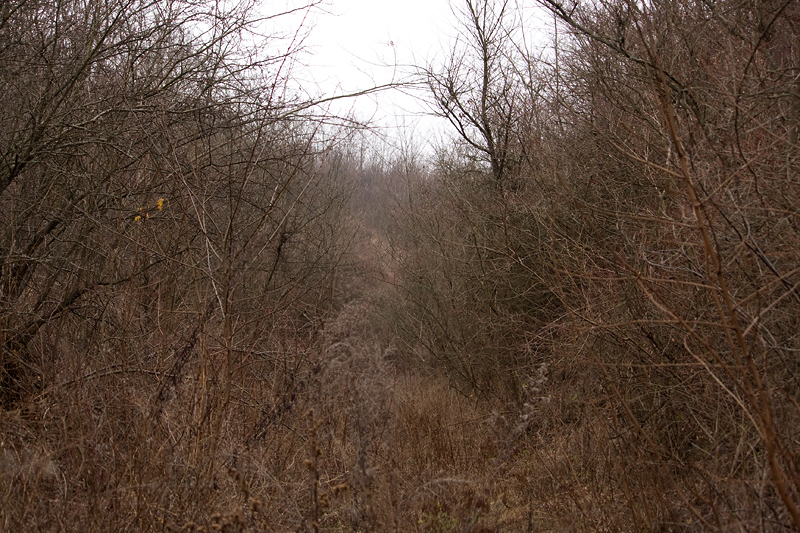 Păsări din Moldova: A patra călătorie la Goian: mierla, vulpea şi o mie ...