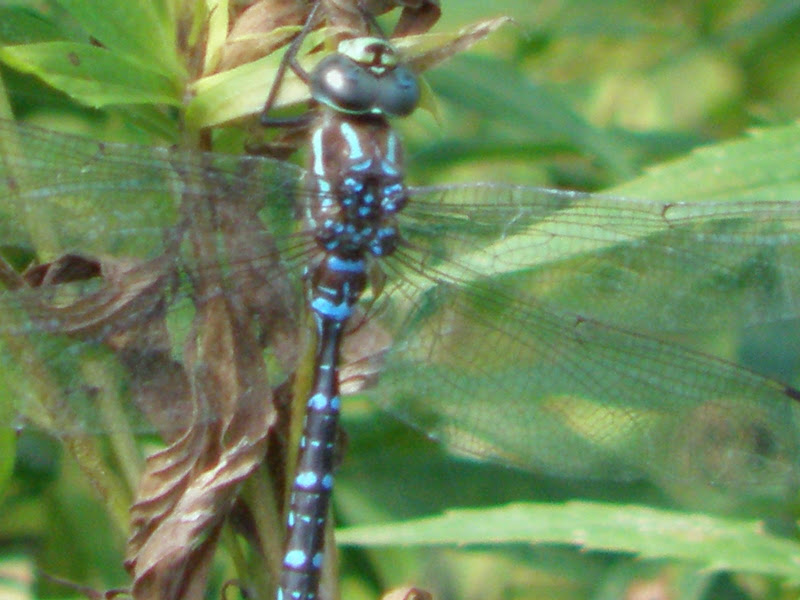 Cool, very big, Blue Striped Dragonfly | US Message Board 🦅