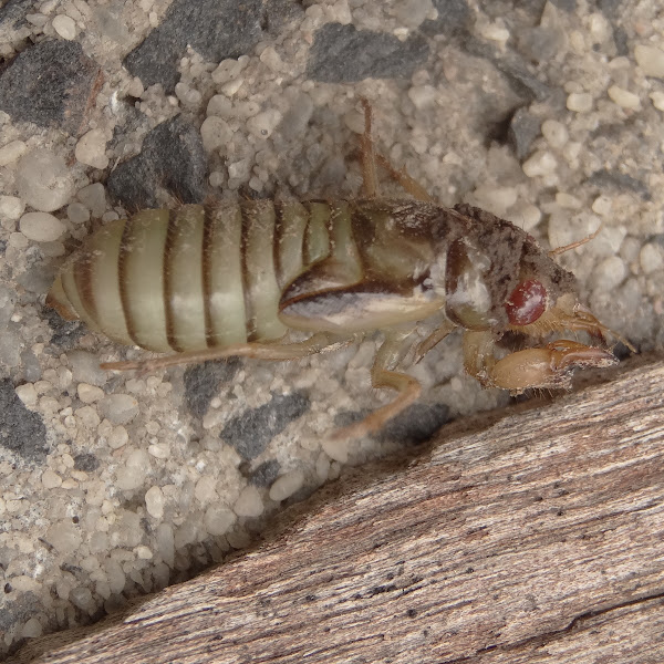 Cicada nymph? | Project Noah