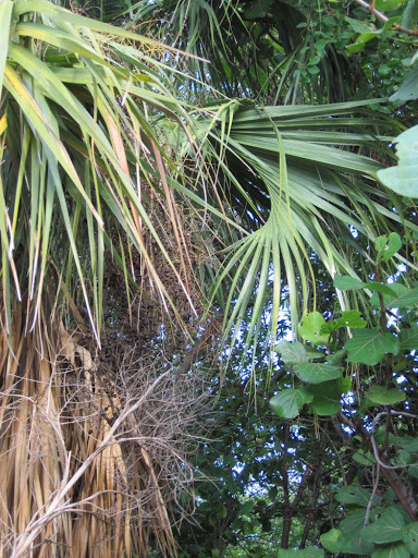 My Abaco mystery - DISCUSSING PALM TREES WORLDWIDE - PalmTalk