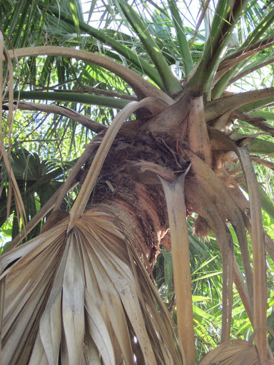 My Abaco mystery - DISCUSSING PALM TREES WORLDWIDE - PalmTalk