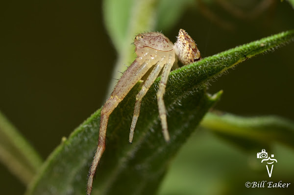 Crab Spider Molting | Project Noah