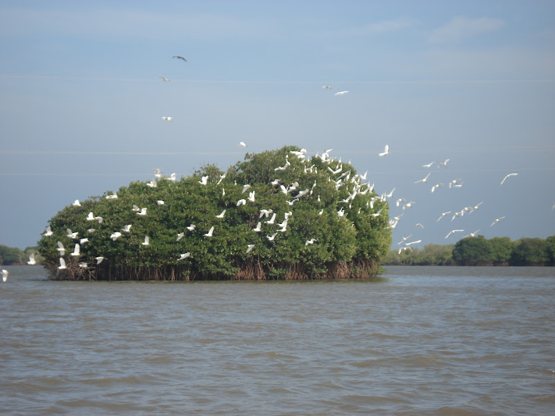 Pichavaram - JungleKey.in Image