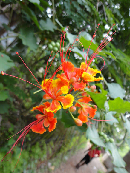 Shankasur | Project Noah