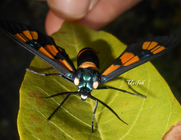 moth bee | Project Noah