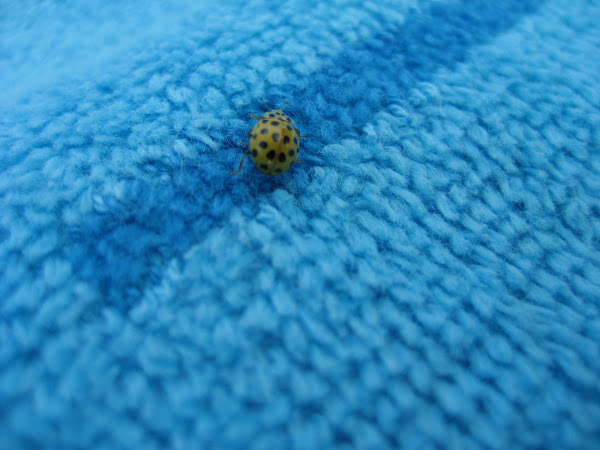 Yellow ladybug | Project Noah