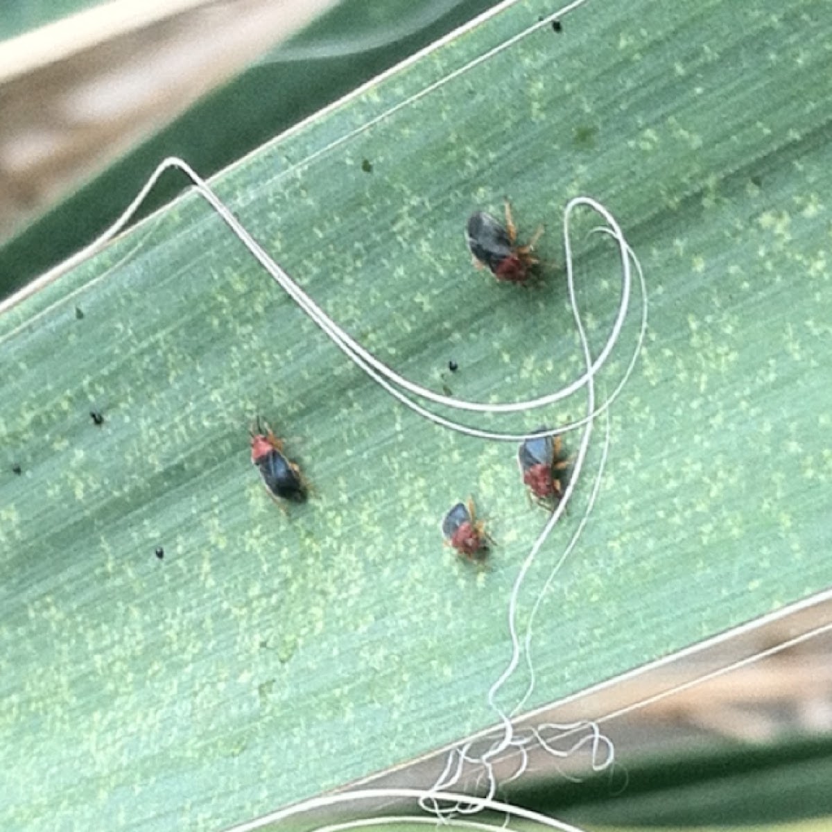 Yucca plant bug | Project Noah