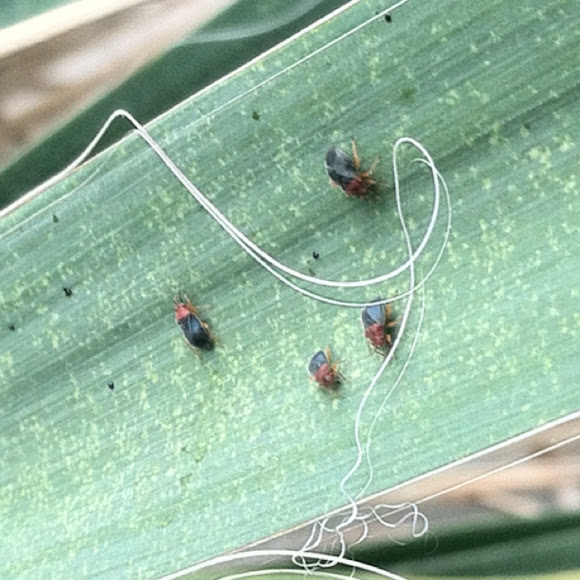 Yucca plant bug | Project Noah