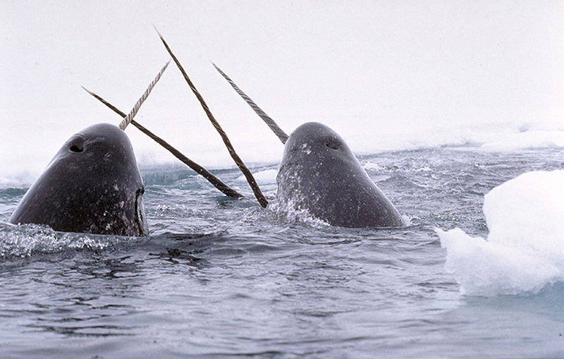 Ubuntu 11.04 ได้ชื่อแล้ว “Natty Narwhal” | Akedemo (o-o)