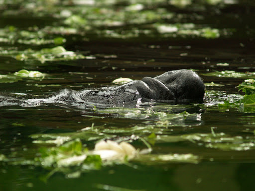 Zoos del Mundo - Manatíes (Trichechus spp.) - Fotografia
