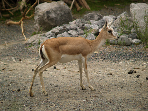 Zoos del Mundo - Gacelas (Gazella spp.) - Fotografia
