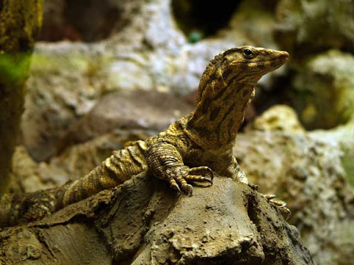 Zoos del Mundo - Varanos (Varanus spp.) - Fotografia