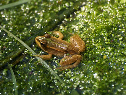Zoos del Mundo - Ranas y sapos (Orden: Anura) - Fotografia