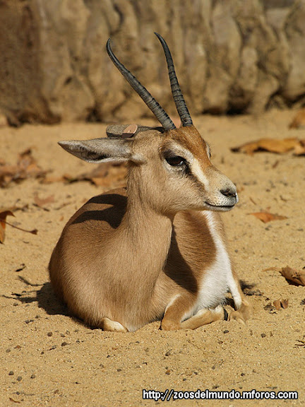 Zoos del Mundo - Gacelas (Gazella spp.) - Fotografia