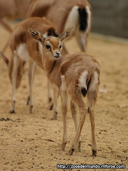 Zoos del Mundo - Gacelas (Gazella spp.) - Fotografia