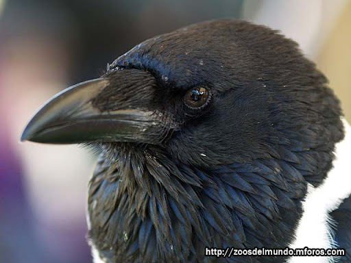 Zoos del Mundo - Córvidos (Corvidae) - Fotografia