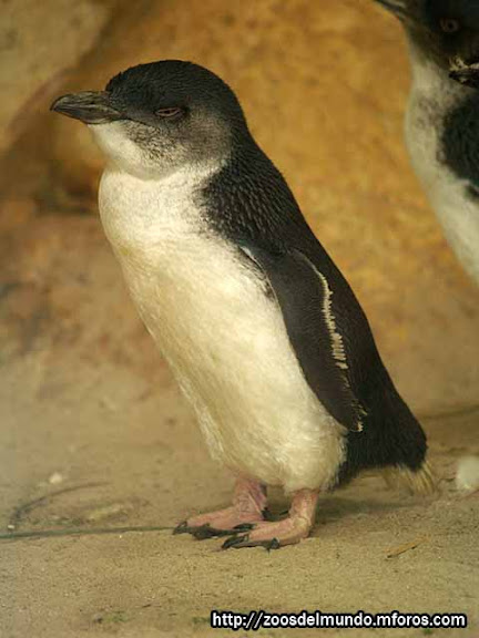 Zoos del Mundo - Pingüinos (Spheniscidae) - Fotografia