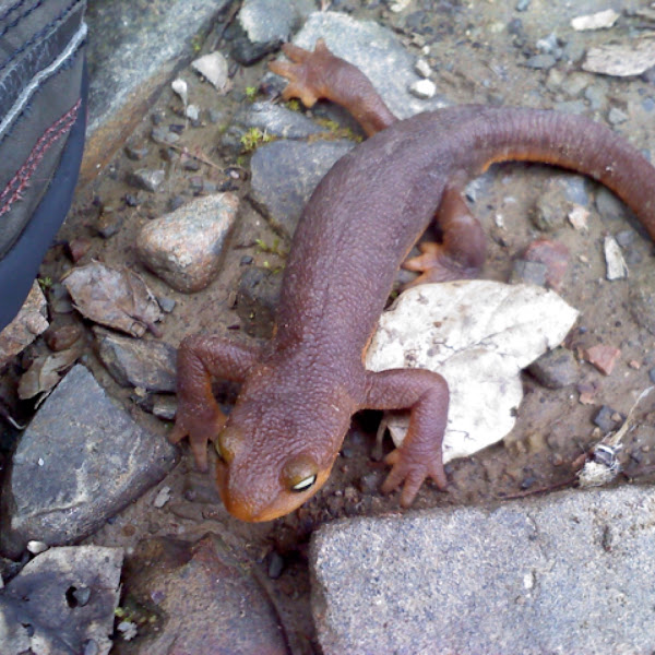 California newt | Project Noah