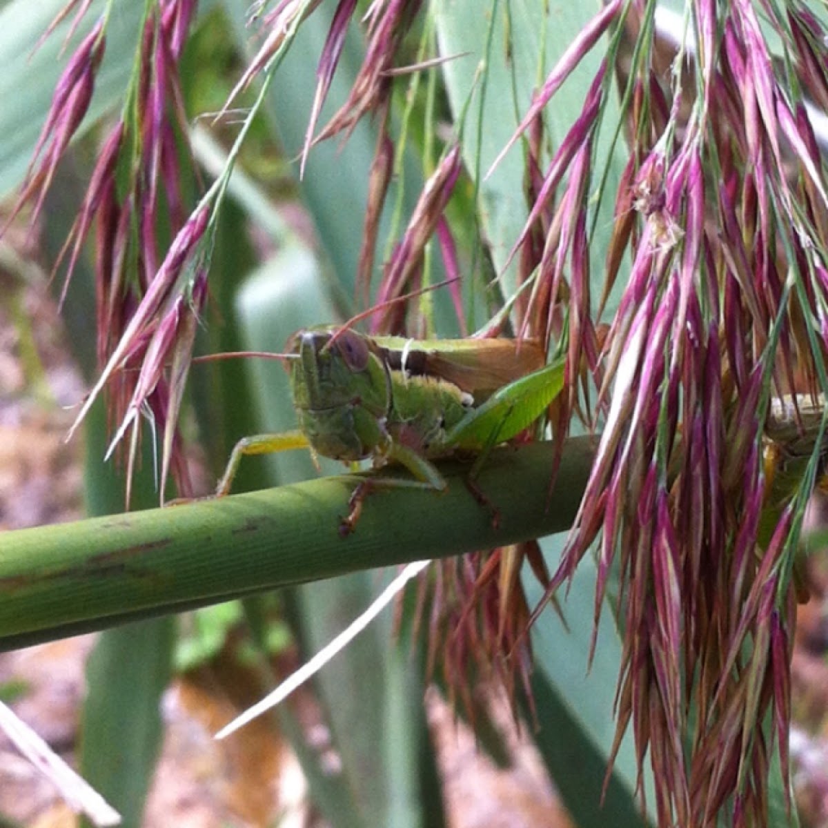 Rice Grasshopper | Project Noah