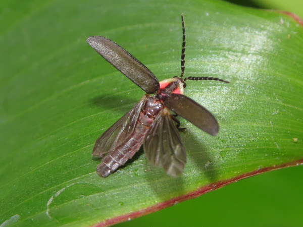 Firefly | Project Noah