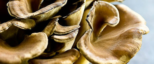 Maitake - Grifola Frondosa: Morfología de Maitake