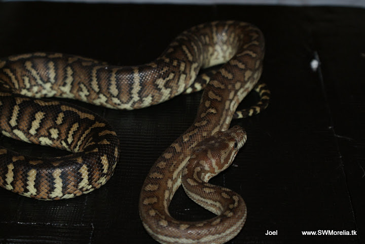 Female And Male Bredli Pythons (morelia Bredli) | Reptile Forums