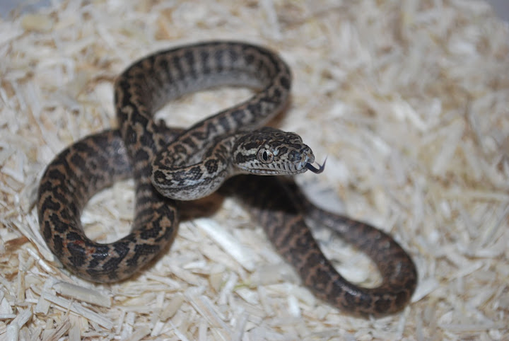 Zebra Carpet Python... | Reptile Forums