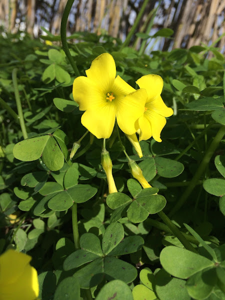 Azedas | Project Noah