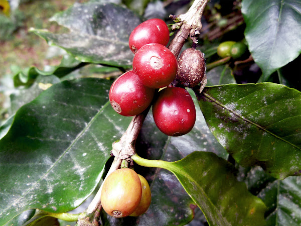 Fruto de café (Coffee berries) | Project Noah