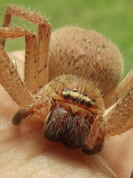 Badge huntsman spider | Project Noah