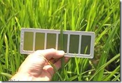 SEPUTAR PEMBANGUNAN PERTANIAN INDONESIA: Pemupukan Urea Pada Padi Sawah ...