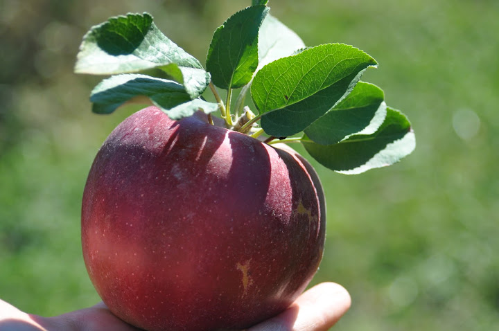 emma apple orchard and 3 recipes | Eat the cookie!