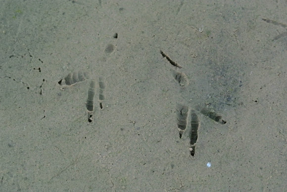 Osprey Tracks | Project Noah