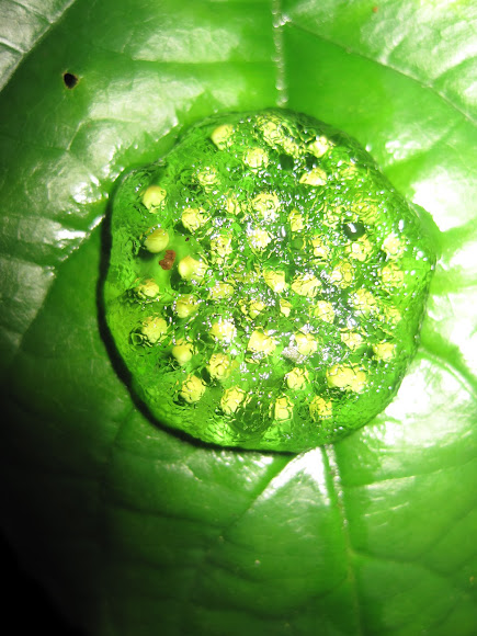 Glass Frog Eggs | Project Noah