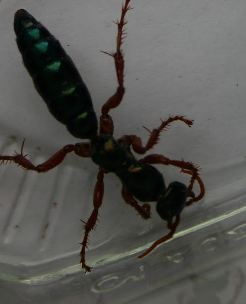 Bluebottle, aka Blue 'ant' wasp Diamma bicolor | Project Noah