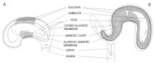 Walrus Reproduction System