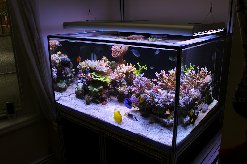 All sps tanks - Page 31 - Reef Central Online Community