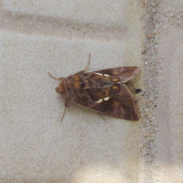 Tomato looper | Project Noah