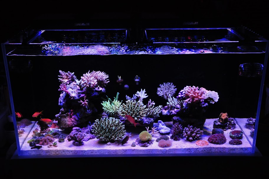Setup Choice: LED vs. T5 - Reef Central Online Community