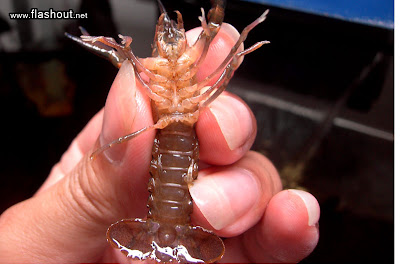 Aquaponics - The future of agriculture in farming and planting: Red ...