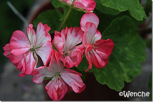 'Triomphe De Nancy' | Twins Pelargonium
