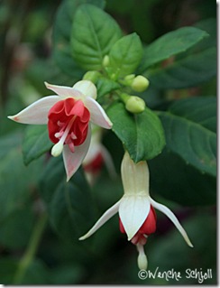 Galadriel | Wenches Fuchsia